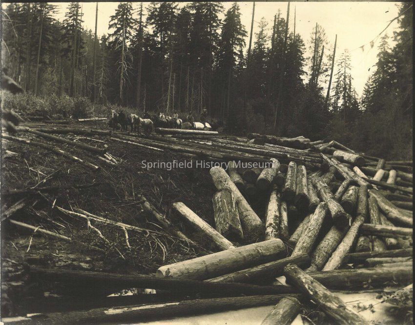 Photograph of log dump in woods, circa 1890-1910