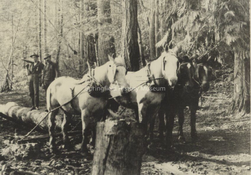 Photograph of Alex Lewis' Logging Horses, Fall Creek, Oregon, 1905