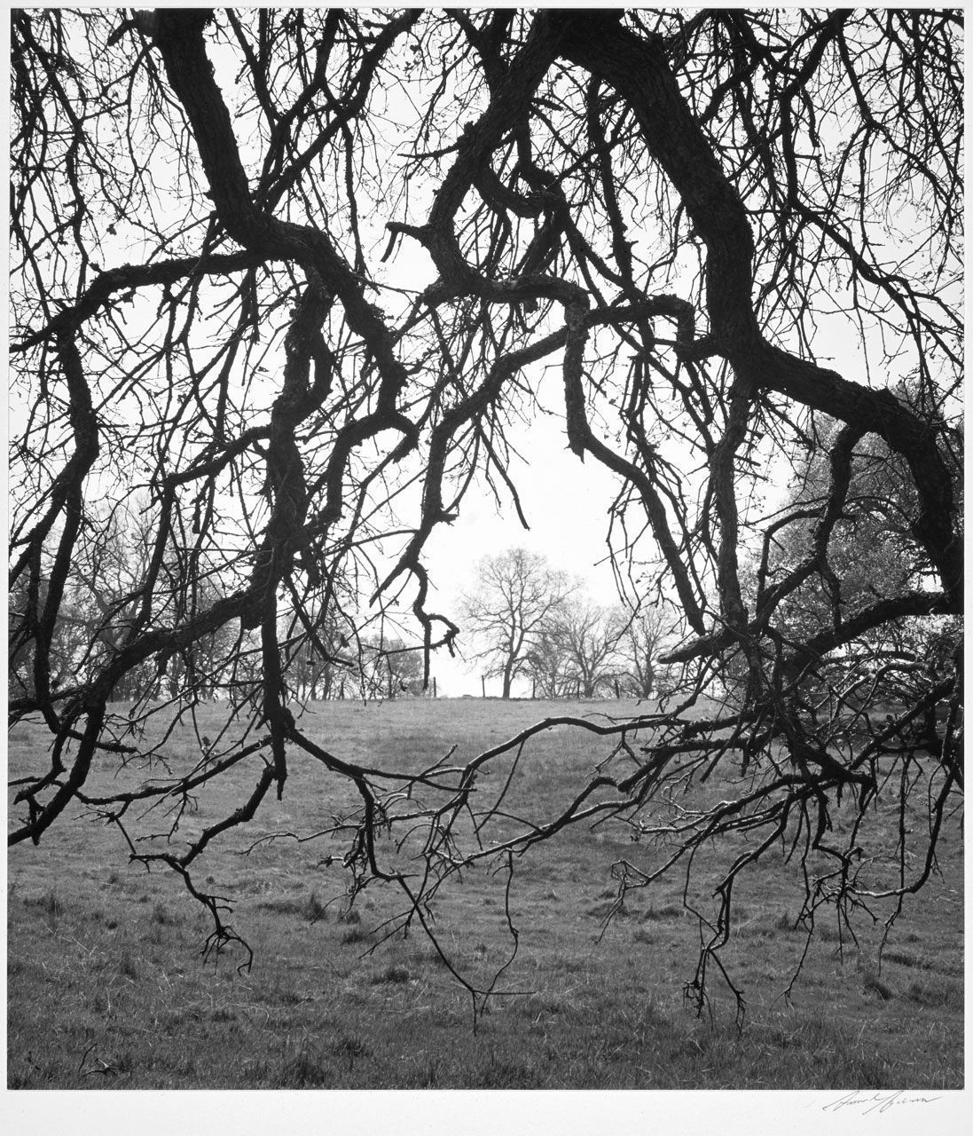 Crocker Art Museum - Art - Oak Branches by Ansel Adams | Crocker Art Museum