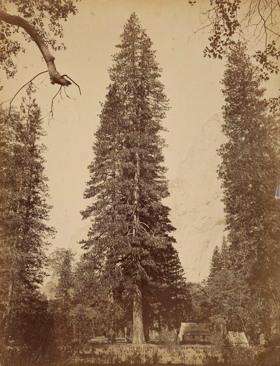 Crocker Art Museum - Art - Big Tree, Yosemite Valley by Carleton ...