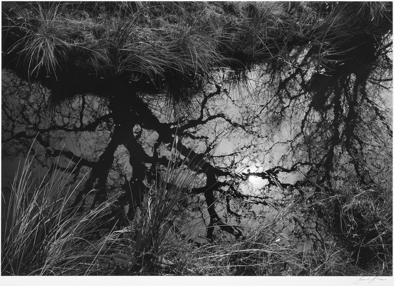 Crocker Art Museum - Art - Reflection—Oak Tree in Pool by Ansel Adams ...