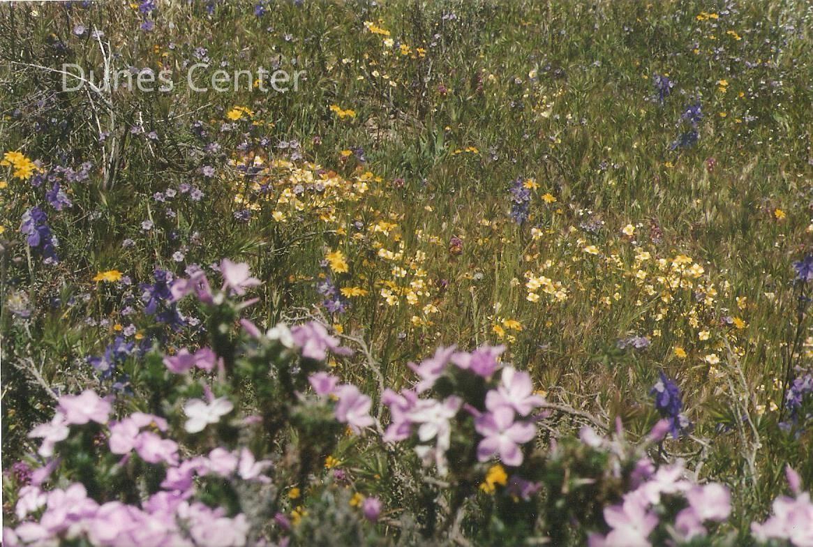 Don Wood, Leptodactylon californioum, Prickly Phlox, Delphinium parryi ...