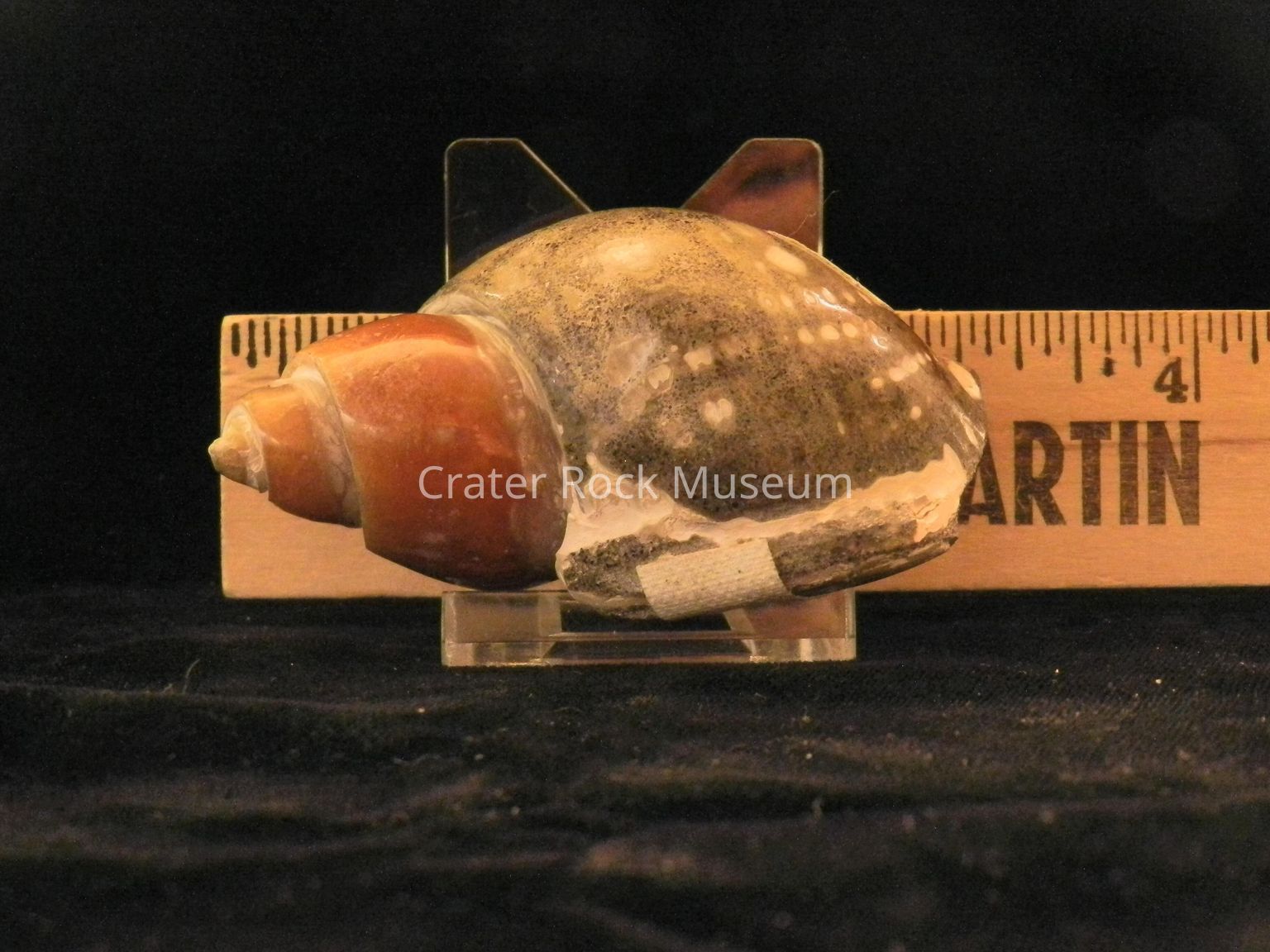 Snail (fossils)
