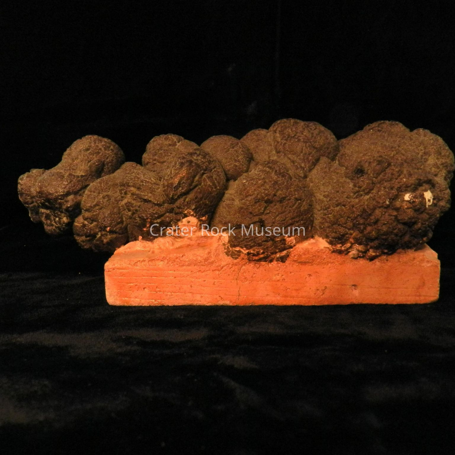 Coprolite