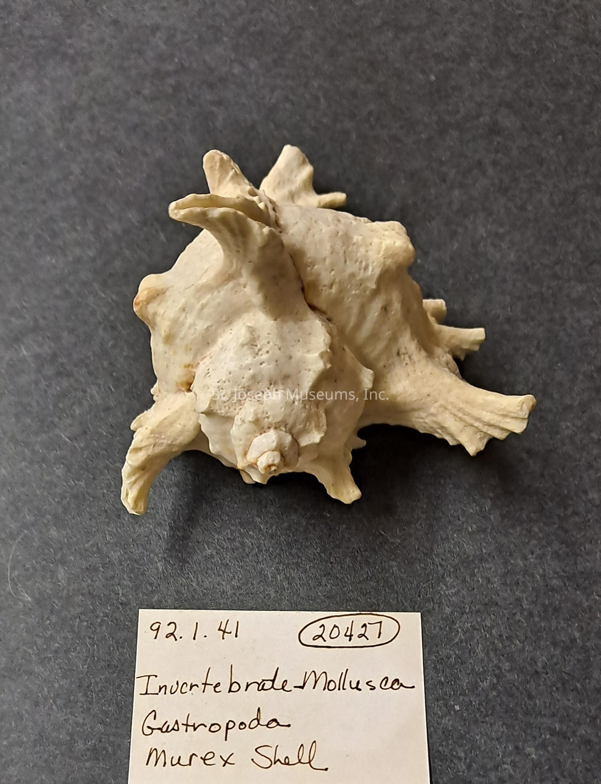 Murex Shell